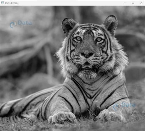 Canny Edge Detection Using Opencv Dataflair