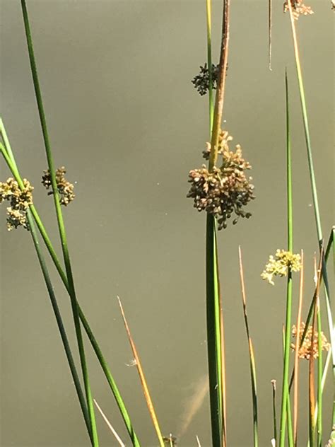 Juncus Effusus Massing