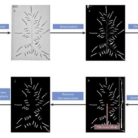 Flow Chart Of Spikelet Shape Trait Extraction Based On Rgb Image