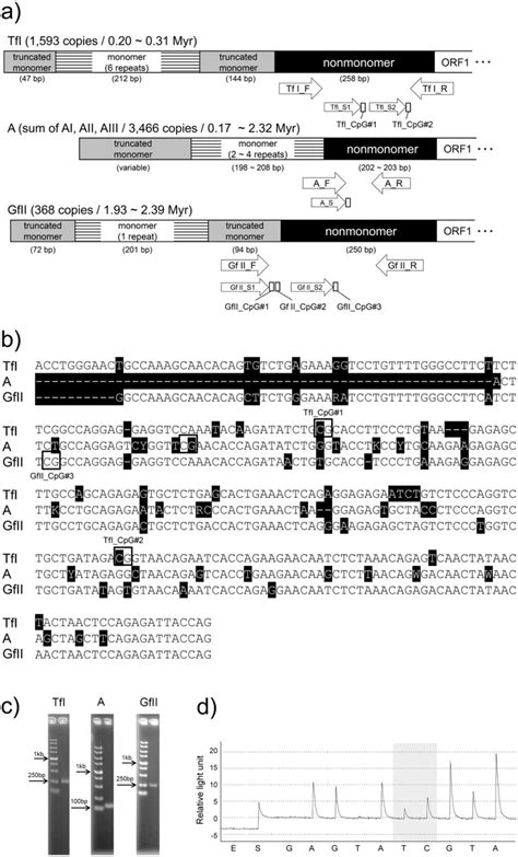 Pyrosequencing Based Dna Methylation Assay Of The Active Line 1