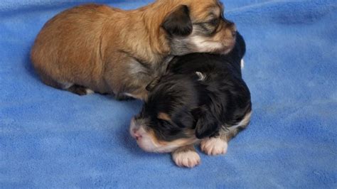 รูปภาพshable เลือกดูภาพถ่ายสต็อก เวกเตอร์ และวิดีโอ78 Adobe Stock