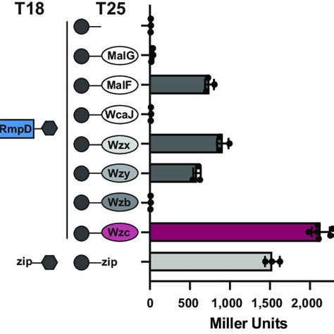 Bacterial Two Hybrid Analysis Of Rmpd With Capsule Biosynthesis And Download Scientific Diagram