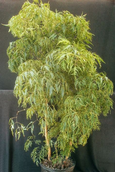 Полисциас Уход Фото – Telegraph