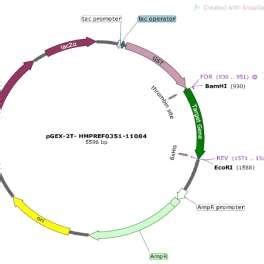 Map Of PGEX 2T HMPREF0351 11084 Recombinant Expression Vector