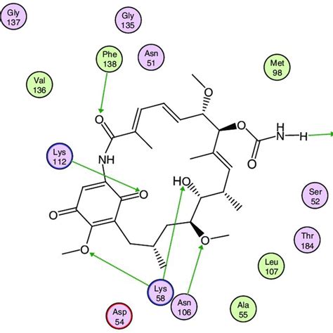 Possible Interactions Between Residues Of The Active Site Of Hsp90 And Download Scientific