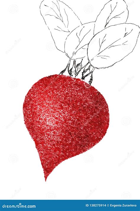 Beet Vegetables Growing Plant Showing Root Structure Farm Product For Restaurant Menu Or