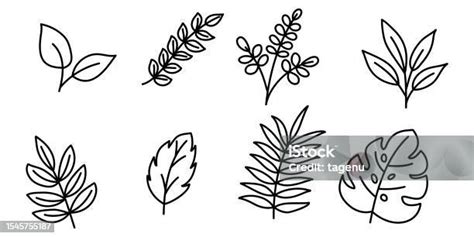나뭇잎 아이콘 윤곽선 집합입니다 손으로 그린 낙서 열대 잎은 흰색 배경에 분리되어 있다 벡터 검은색에 대한 스톡 벡터 아트 및 기타 이미지 Istock