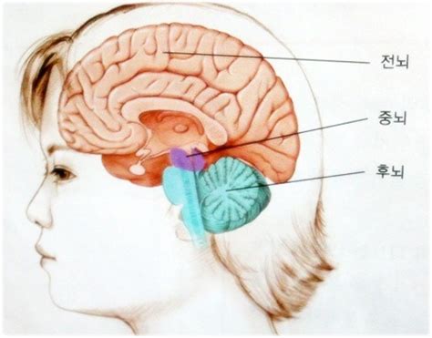 부천 헬스 대뇌의 구조와 기능 네이버 블로그