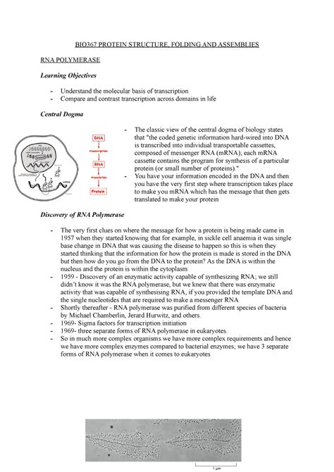 Week 1 Rna Polymerase Lecture Notes 1 Bio367 Protein Structure Folding And Assemblies Rna