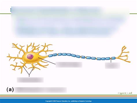 Figure 15 5 Classification Of Neurons According To Structure A