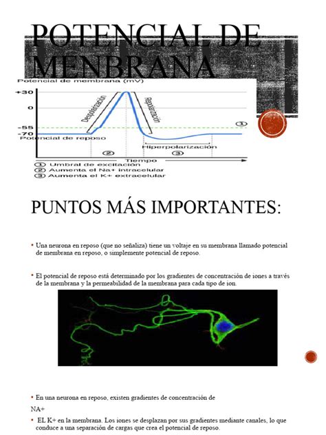 Potencial De Menbrana Y Potencial De Accion Descargar Gratis Pdf
