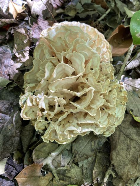 Cauliflower Mushrooms Found Among The Beech Trees In Westmoreland State Park Rvirginiamushrooms