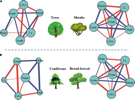 Frontiers Leaf Trait Networks Based On Global Data Representing