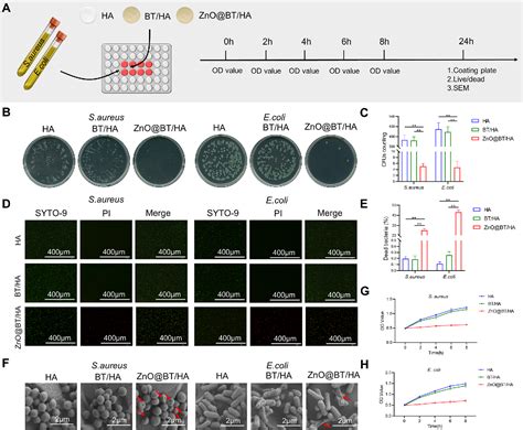Figure 2 From 3d Printed Zinc Oxide Nanoparticles Modified Barium Titanate Hydroxyapatite
