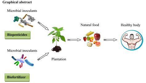 Application Of Biofertilizers Atelier Yuwaciaojp