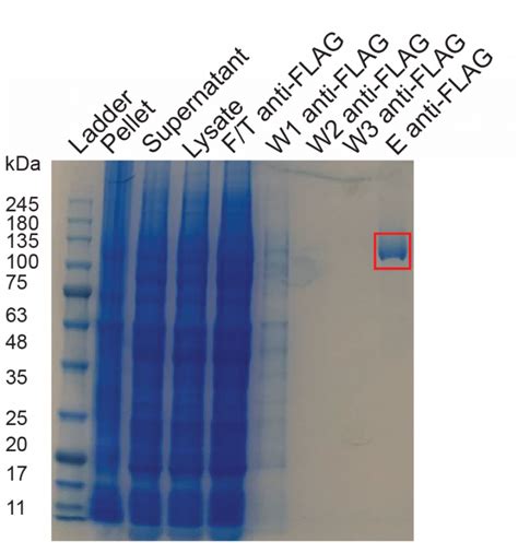 Purification Of The Htt C Heat Domain