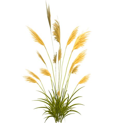 Pampas Grass Png Images Hd Png All