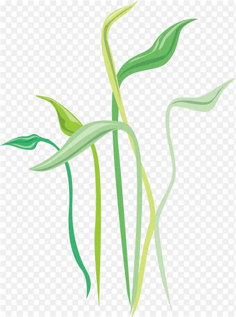 手工绘制的植物png图片素材下载 图片编号qbovbway 免抠素材网