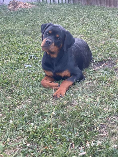 Impossible For Lexi To Not Be Cute Q Shes Been Limping 3 Days Now On