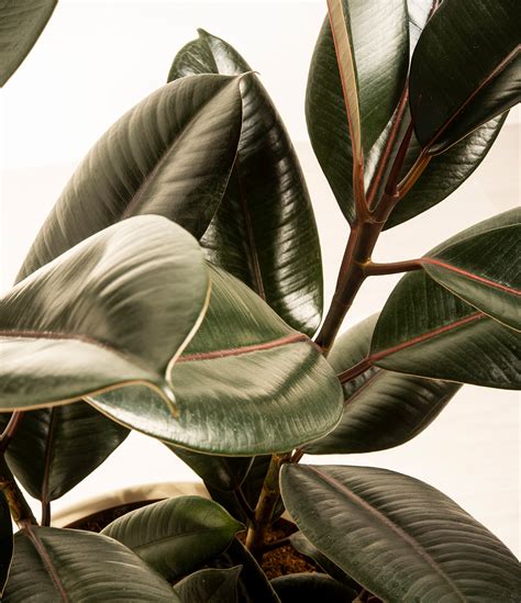 Rubber Tree Plant Care Easyplant