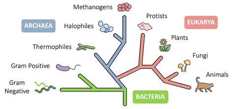 Phylogenetics Phylogenetics