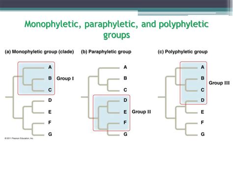 Ppt Contrast Adaptive Radiation Vs Convergent Evolution Give An