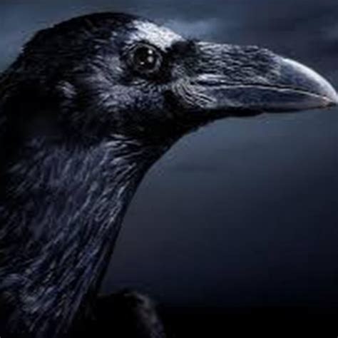 Plexus Solaris YouTube