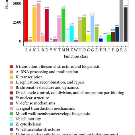 Cog Function Classification Of All Unigenes Download Scientific Diagram