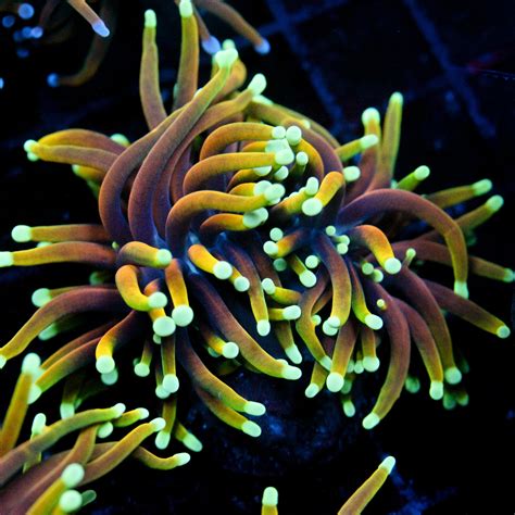 Jc Gold Flare Torch 2 Heads Jersey Corals