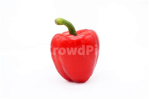 파프리카 채소 빨간채소 적색채소 Paprika 사진이미지일러스트캘리그라피 또련작가