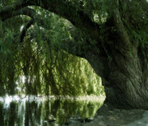 Tree Identification Guide Artofit