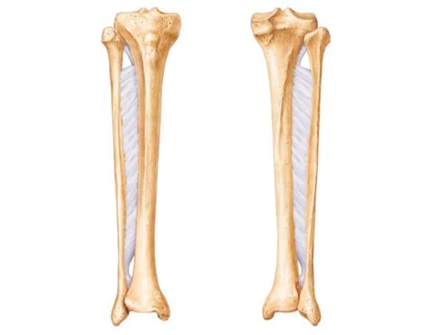 Labeling Tibia And Fibula Quiz