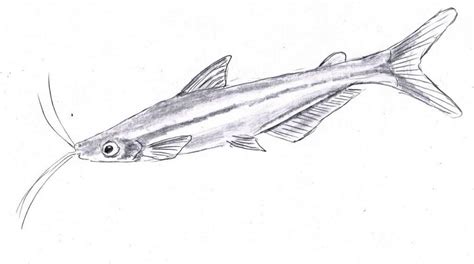 Pseudeutropius Brachypopterus Псевдотропиус брахипоптерус ВСЕ О ПРЕСНОВОДНЫХ РЫБАХ