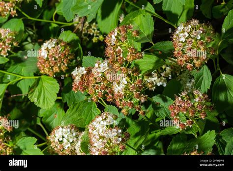 Flowering Ninebark Shrub Close Up Physokarpus Capitatus Commonly