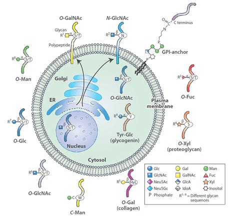 Types Of Post Translational Modification Finetest Elisa Kit