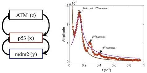 P53 Mdm2 Atm Feedback Loop Left And A Model Of Its Amplitude Download Scientific Diagram