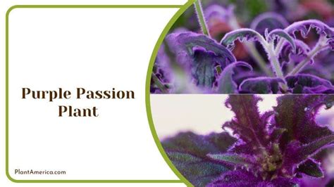 Purple Passion Plant Care Tips For This Velvety Beauty Plant America