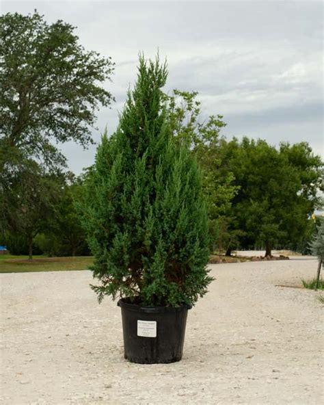 Star Power Juniper Order Online Treeland Nursery