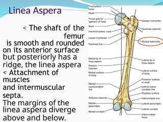 Anatomy Of The Bones Of The Lower Limb 1 Ppt