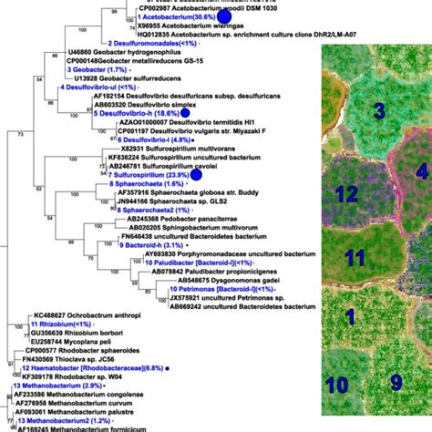 A Phylogenetic Tree Of The Ccc Microbial Community Using Emirge Based