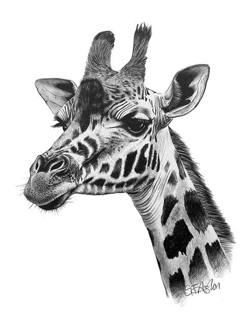 Giraffe Drawing For Sale Garrys Pencil Drawings