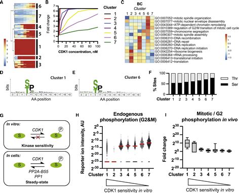 Cyclin A And Cks1 Promote Kinase Consensus Switching To Non Proline