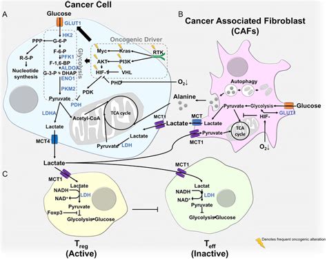 Intrinsic And Extrinsic Variables Affect The Tumor Metabolic Signature Download Scientific