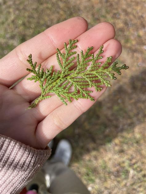 Identification Rdendrology