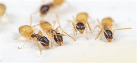 The Australian Ghost Ant Pest Issues By Fantastic Services