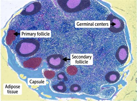 D D Lymphatic Tissue Histology Flashcards Quizlet