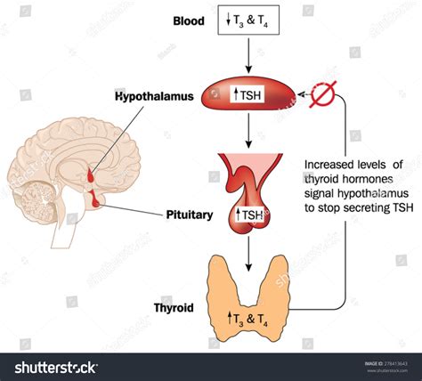 Feedback Loop Controlling Thyroid Hormone Secretion Vector De Stock Libre De Regalías