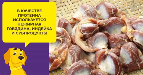 Чем кормить английского бульдога: запрещенные и разрешенные продукты, корма