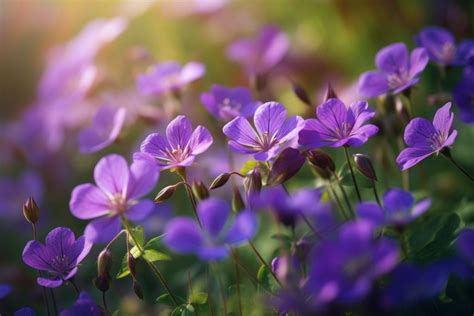 Flowers That Represent Sex Intimate Blooms Foliage Friend Learn About Different Types Of