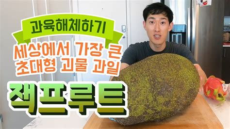 세상에서 가장 큰 과일 잭프루트 과육 해체 및 맛보기 특별손님 용과 Youtube
